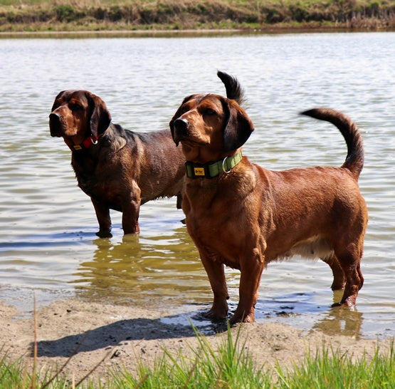 Dingo Obroża Scandi 3,0cm/60cm szara – Fidello