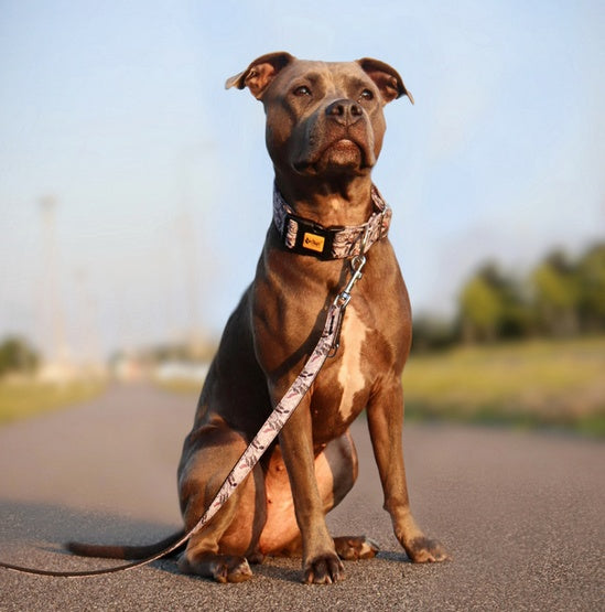Dingo Obroża regulowana America Georgia 2,0cm/45cm – Fidello
